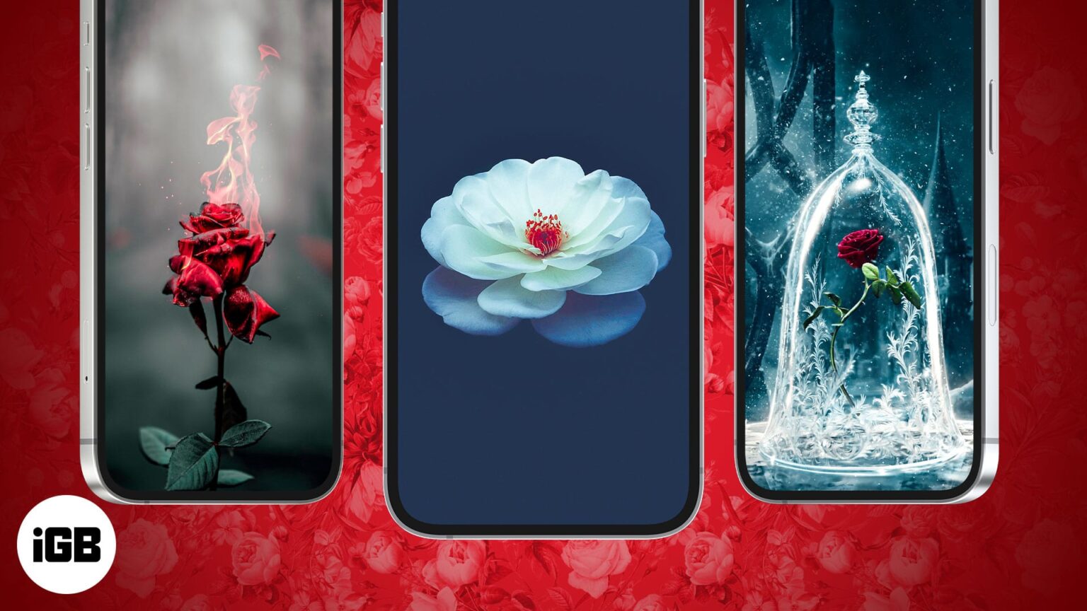 Beautifully contrasting rose wallpapers for iPhone in 2025 - iGeeksBlog