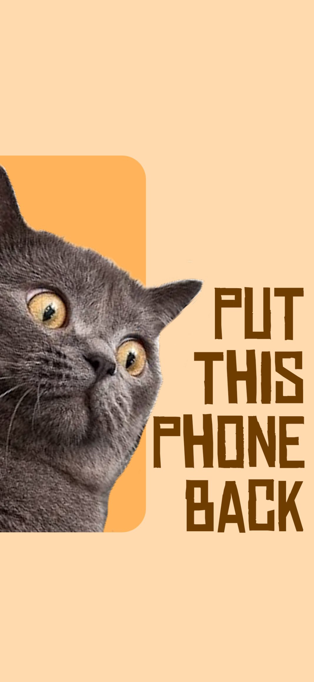 10 Best Funny iPhone Wallpapers in 2025 (Free 4K Download)